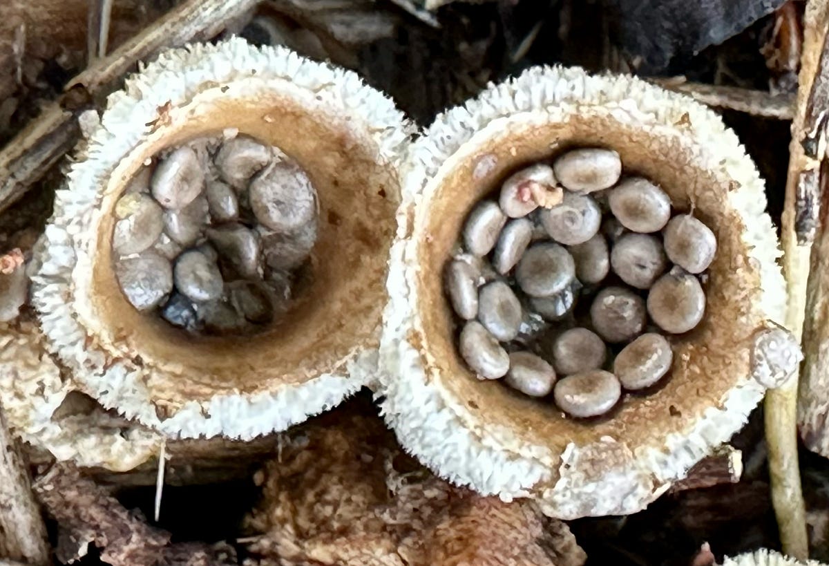 Tryphobia and the Race to Avoid. — when reason fails the strangest ...