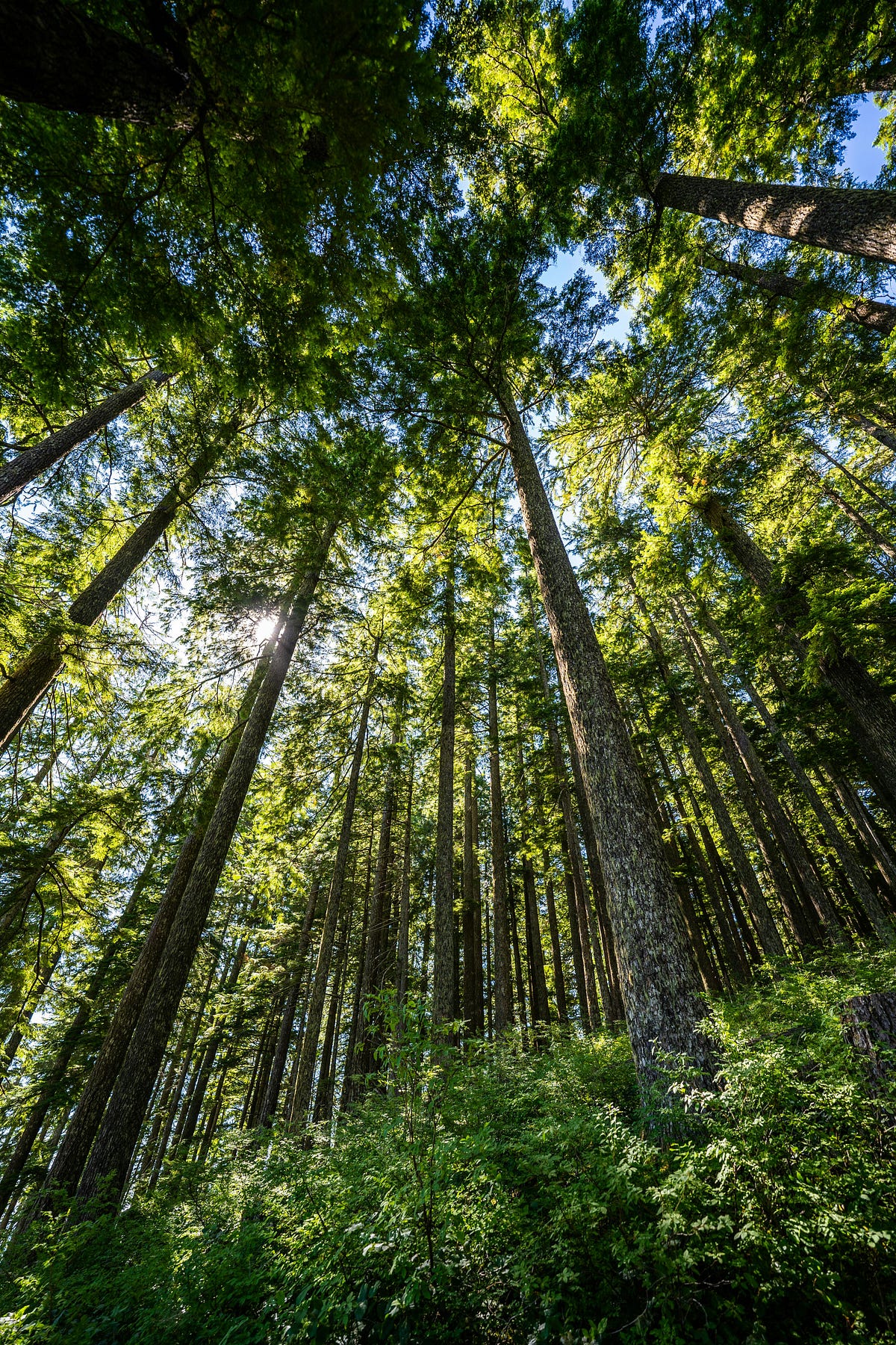 Changa Manga: A Lush Oasis of Nature and Serenity | by Islahi Jamat ...