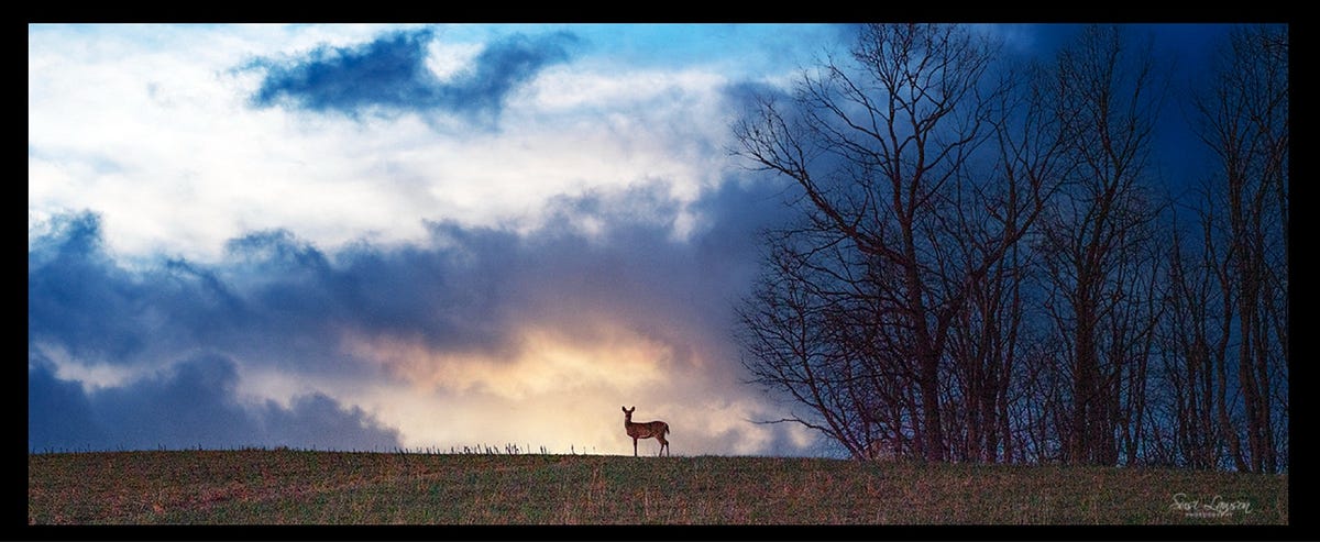 “The One Who Stayed”. She said, “Watch out for deer,” | by Susi Lawson ...