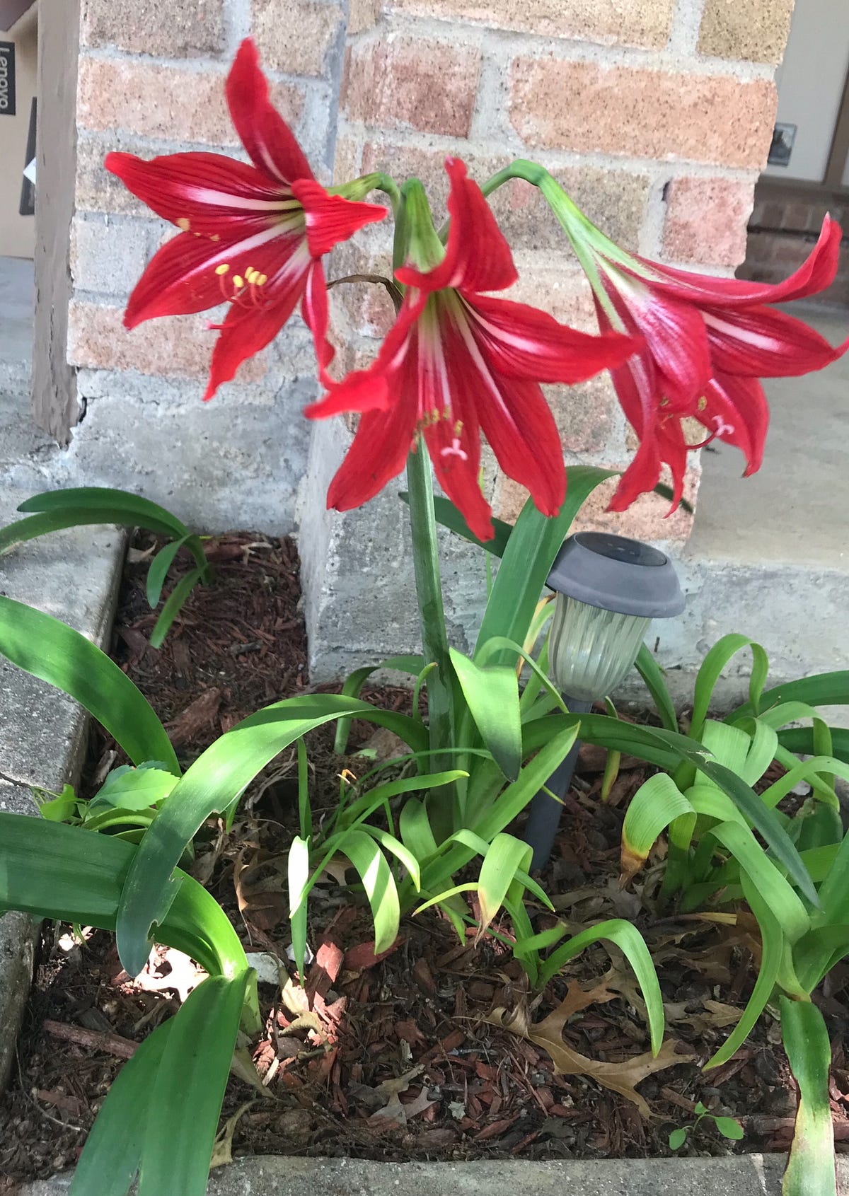 Remembering Claudette. There is no substitute for you, MoMo | by Kim Smyth | Chalkboard | Medium