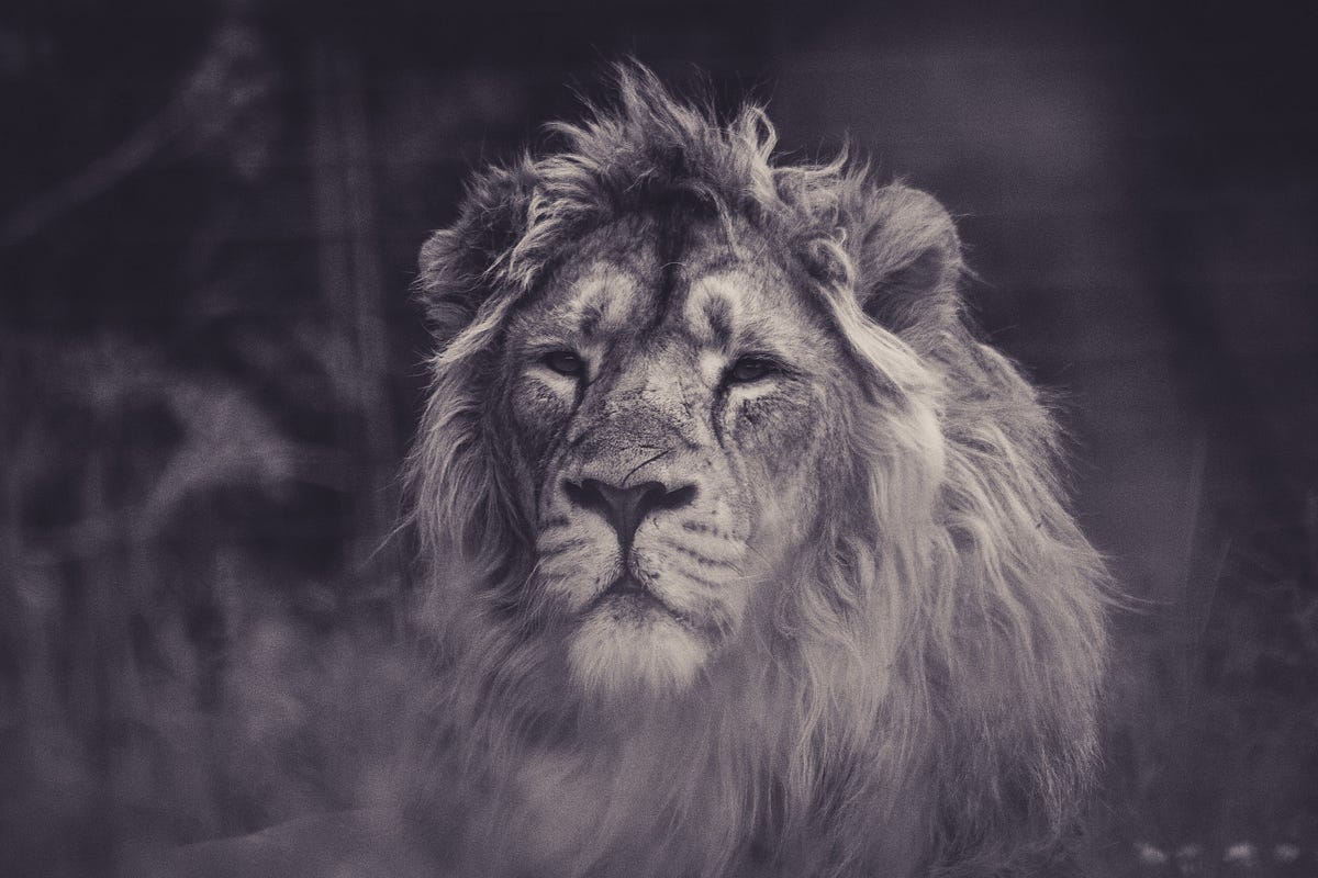 The Art of Courage. There is a clear separation between… | by Yoni ...