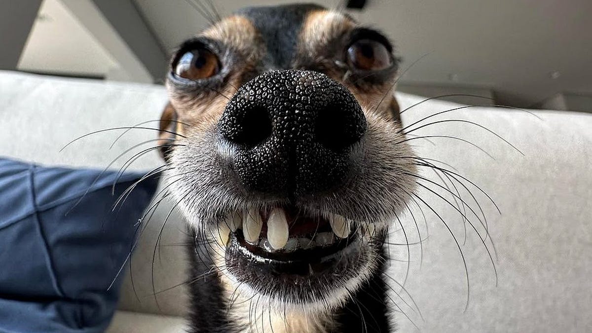 What dog breeds are most child friendly? | by Captain Random ⭐ | Jul, 2023 | Medium