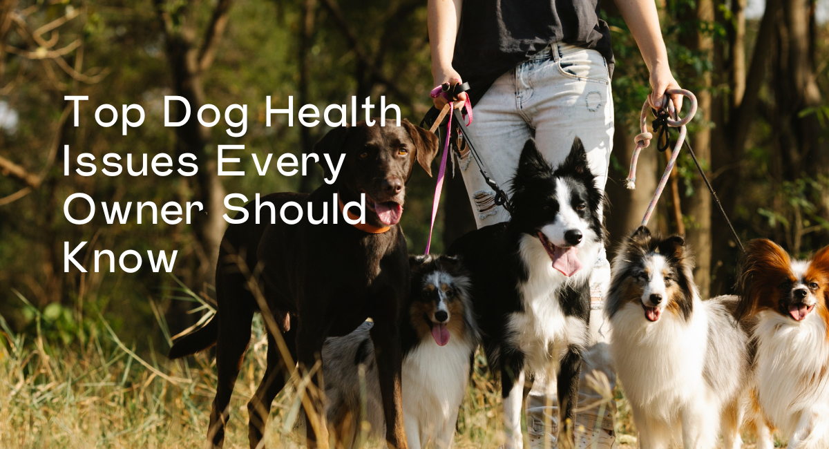 Top Dog Health Issues Every Owner Should Know | by Paw Care Hub | Apr ...