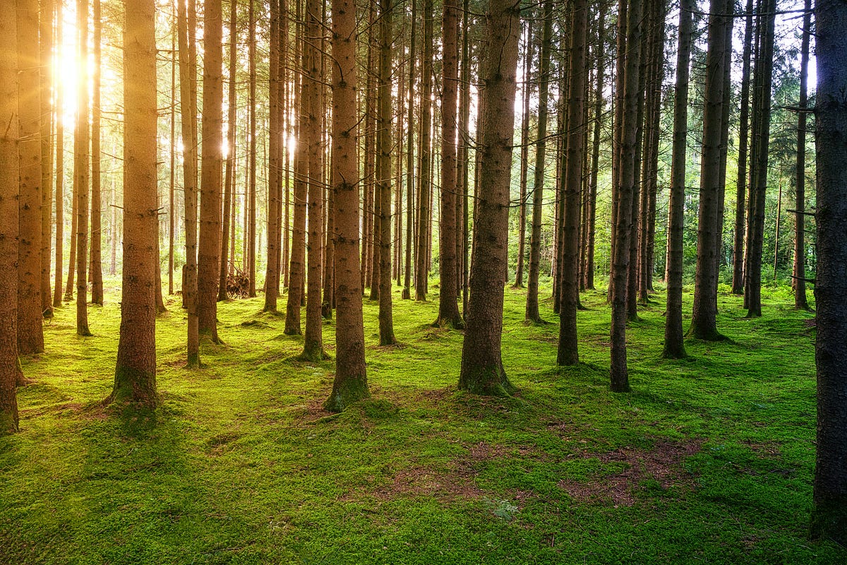 Exploring the Barcode Universe. A Computational Thinking Story With the… | by Arnoud Buzing ...