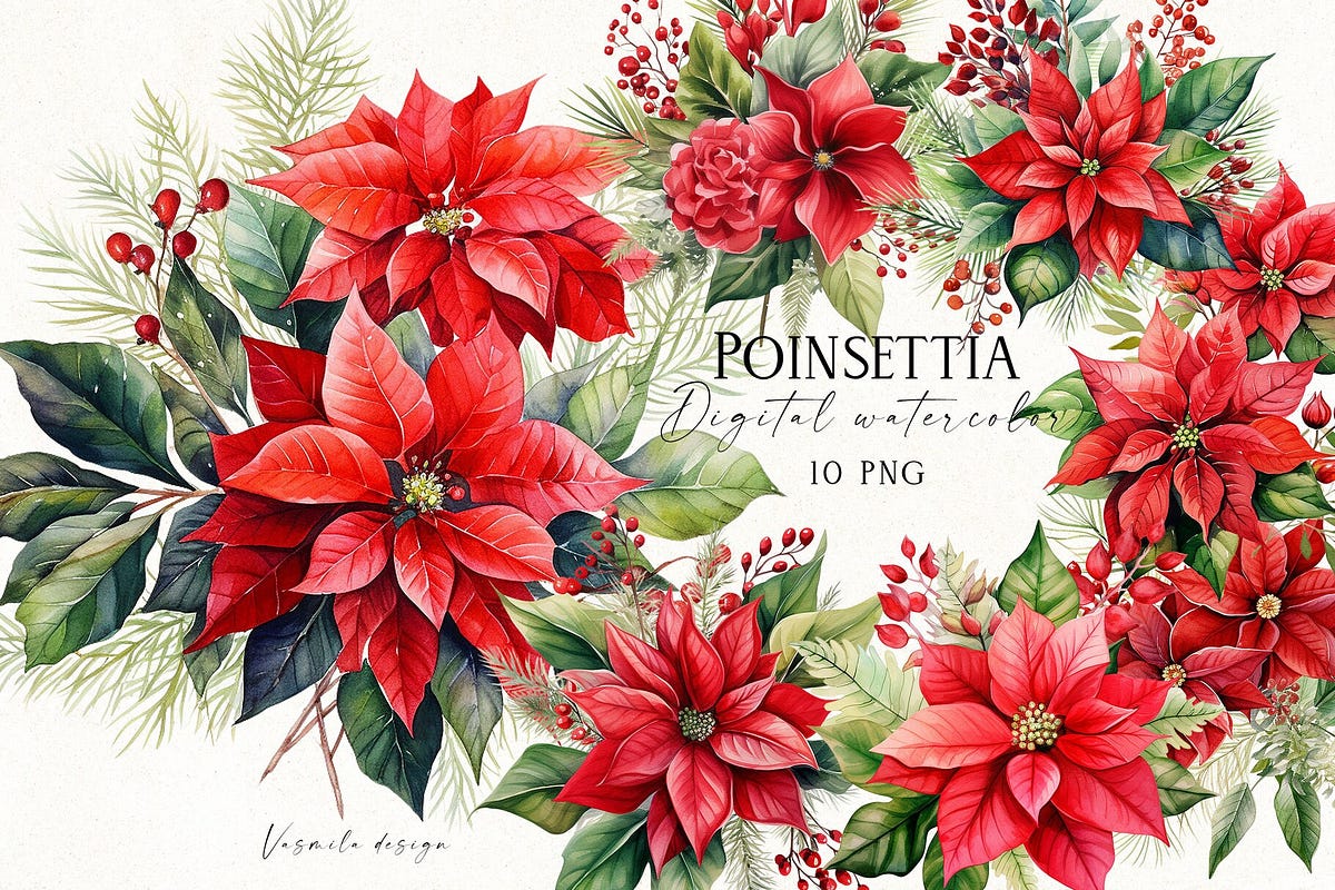 Watercolor Poinsettia Bouquets, Poinsettia PNG, Christmas Flower ...