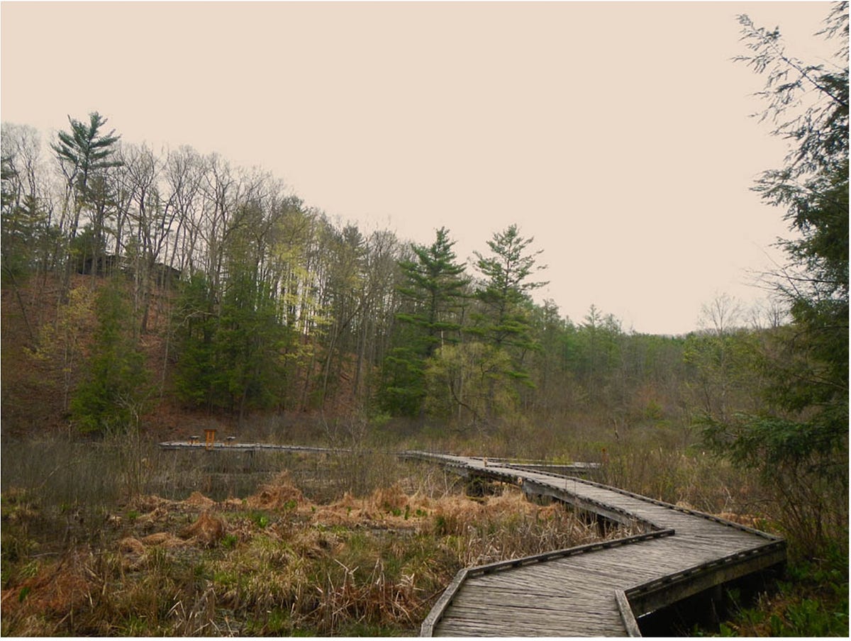 Stone Valley Boardwalk Trail Replacement | by Aayush Singh | Medium