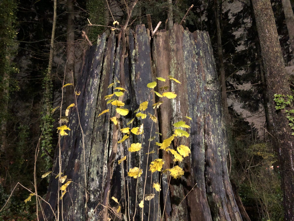 Haiku 333 - Writers on Fire - Medium