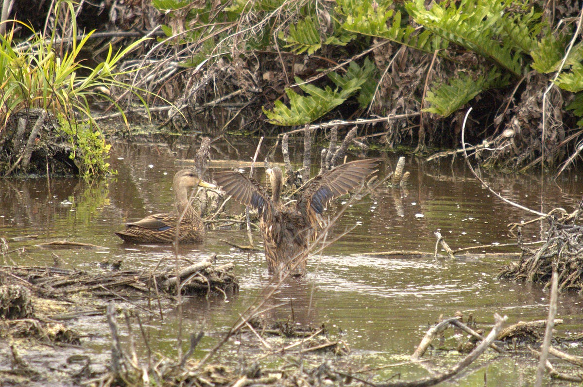 Three Ducks Fighting. A spectacular show — and there were no… | by John ...
