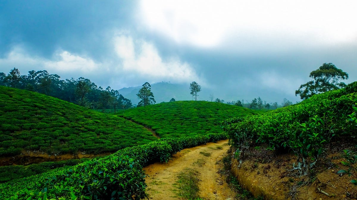 Exploring Ooty’s Wildlife Sanctuaries | by Snehal vyas | Medium