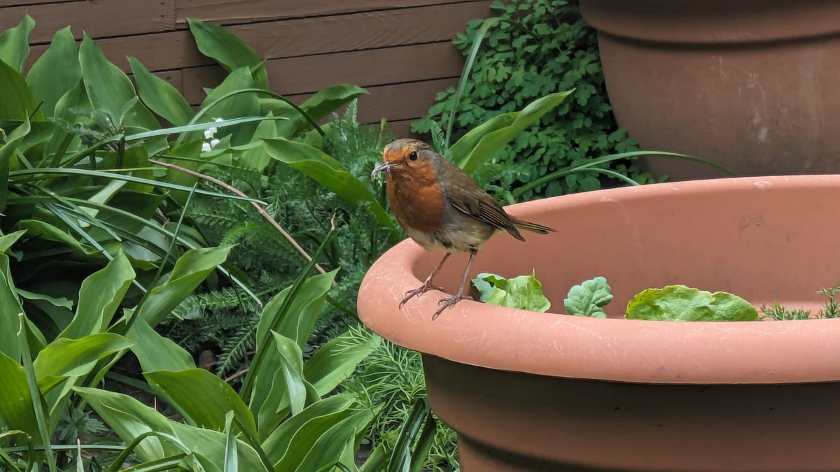 Look at the Birds. A story of unexpected provision | by Ella Read ...