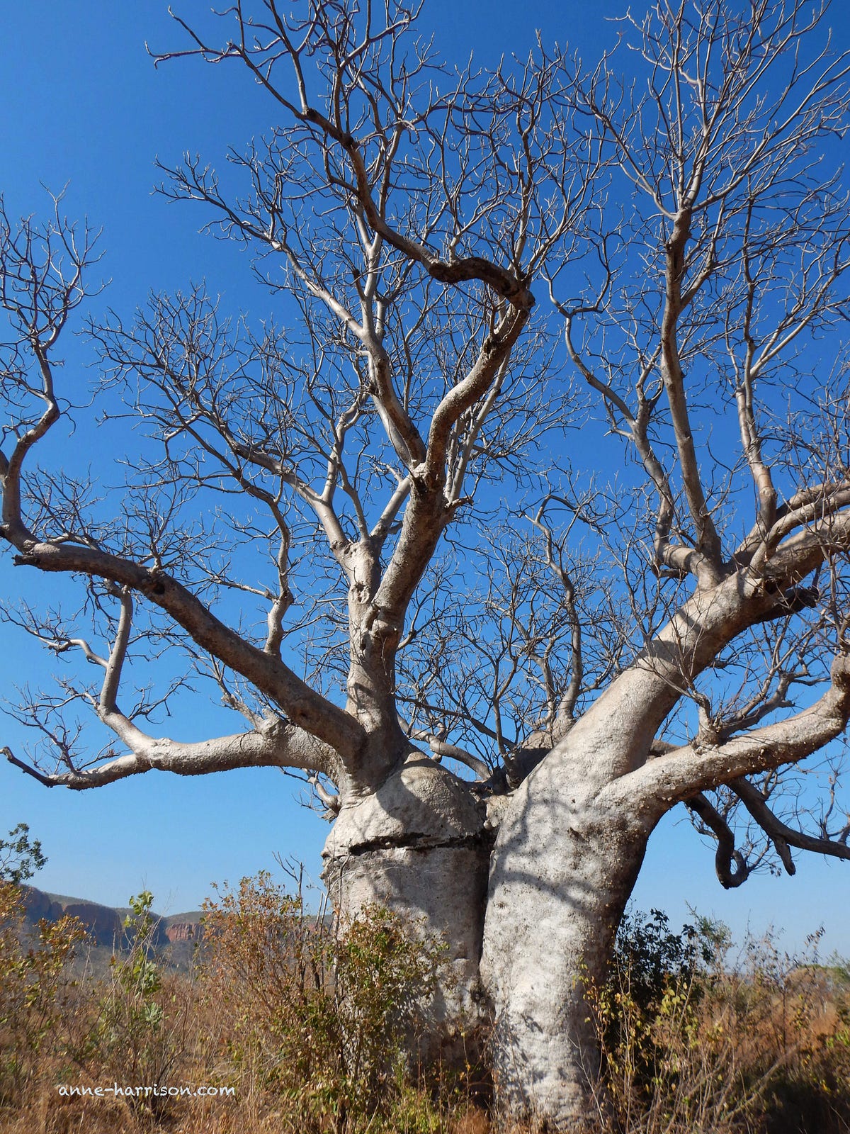The Iconic Baobab of the Kimberleys | by Anne Harrison | SNAPSHOTS | Jan, 2025 | Medium