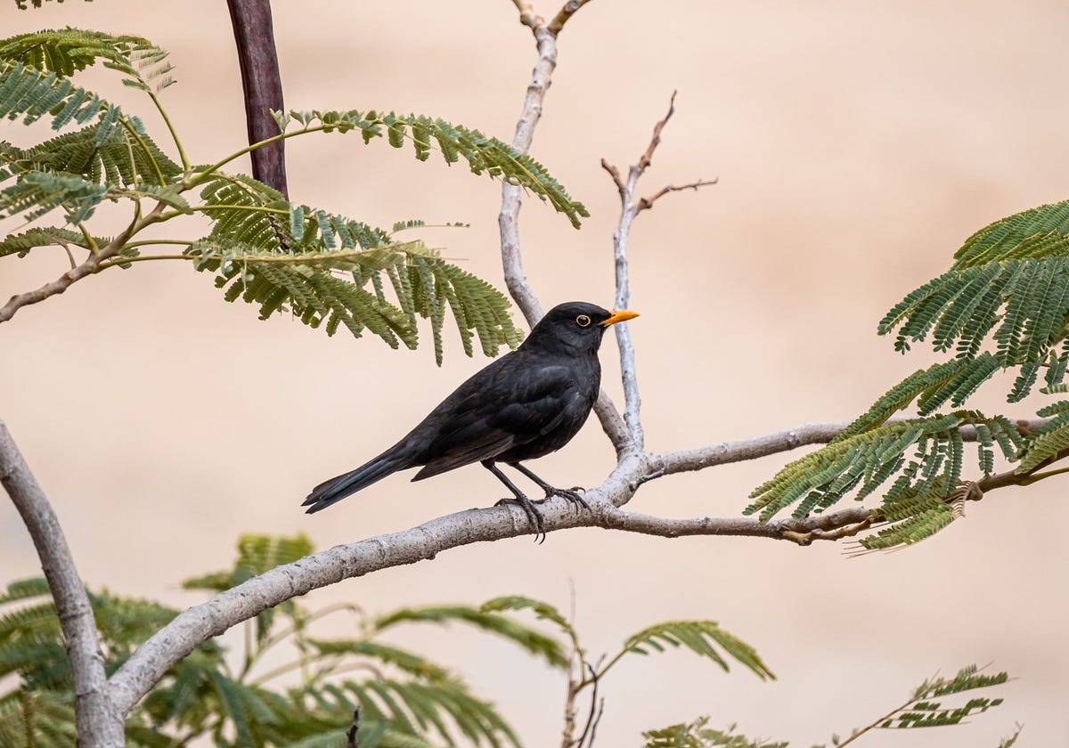 The dumb bird can get the worm too | by Keligraphy | Medium