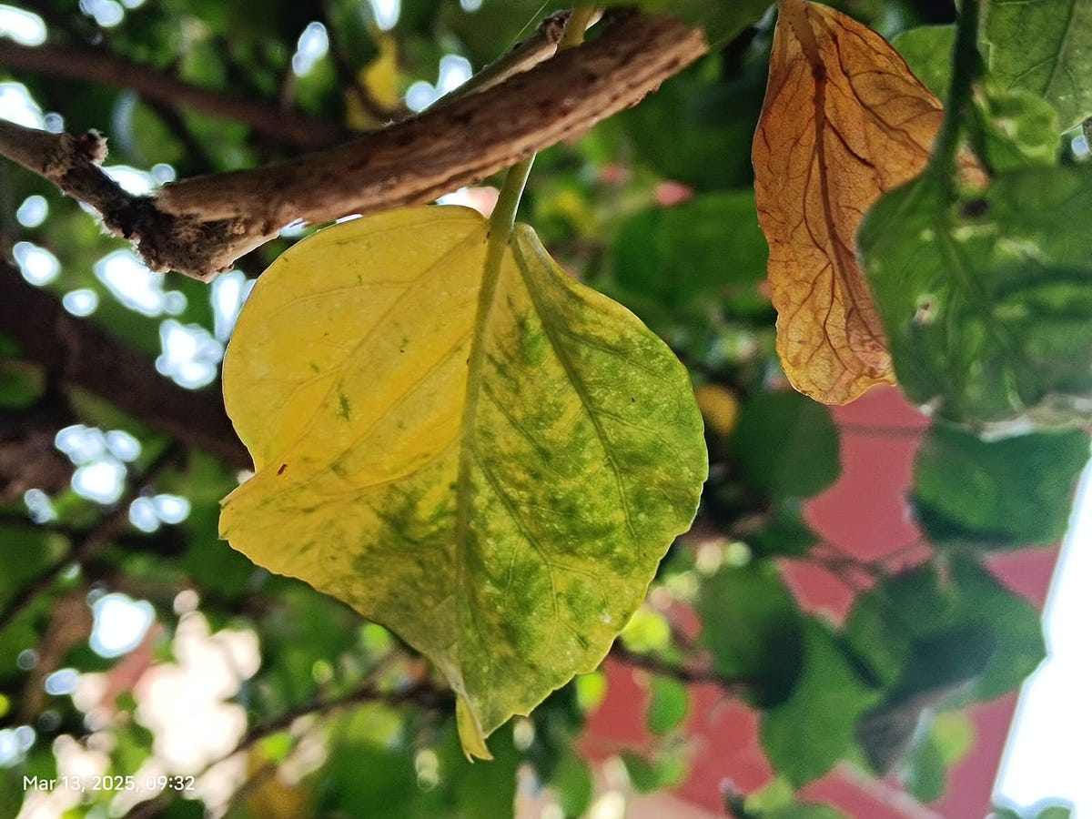 The Purpose of a Leaf. What’s in your mind… What’s peace for… | by ...