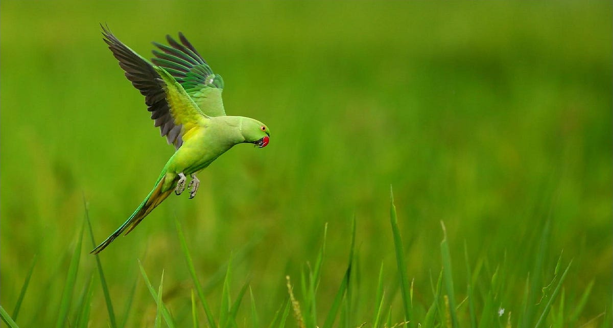 How to build a custom RAG chatbot in AWS | by pierluigidibari | Data Reply IT | DataTech | Medium