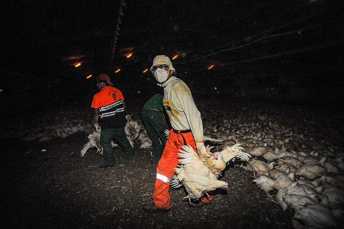 Our Unhealthy Relationship: Animal Use and Disease Outbreaks | by We ...