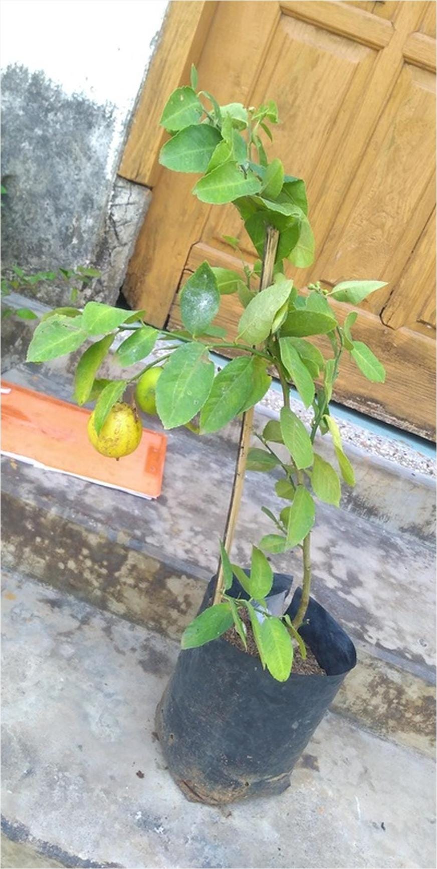 Bibit Jeruk Lemon Eurika Buah Hasil Okulasi — Siap Cod Bekasi | by ...