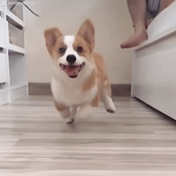 Baby Corgis Gif
