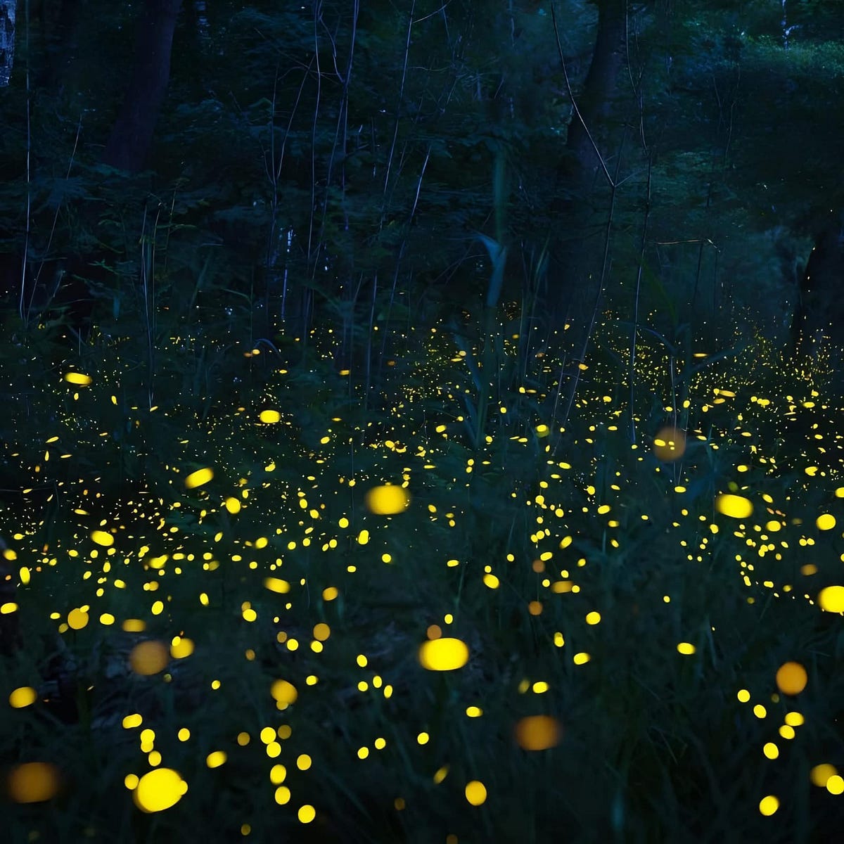 How can I gift her a jar of fireflies? | by Imam Hossain Shihab | Jun ...