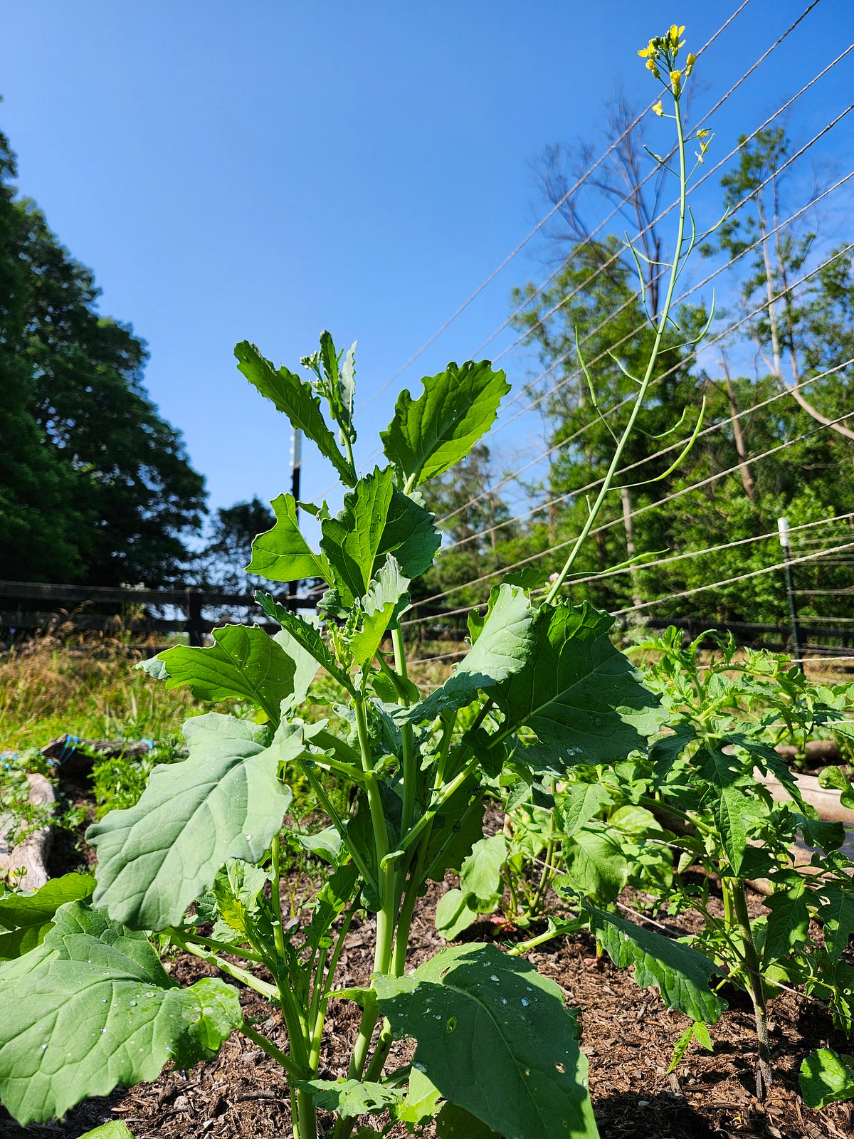 Plants Can Actually Bolt. Faster than Usain | by Elle M. Athens | The ...