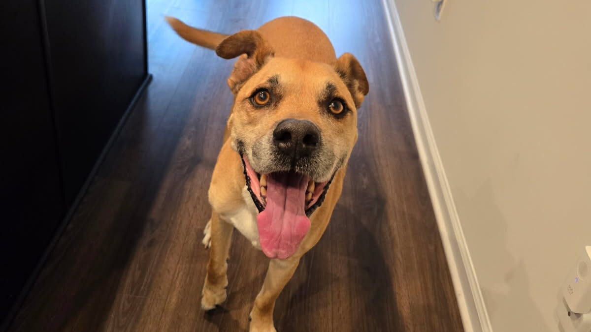 ODE to Toby: The Best Dog Ever.. What I realized after losing my… | by ...