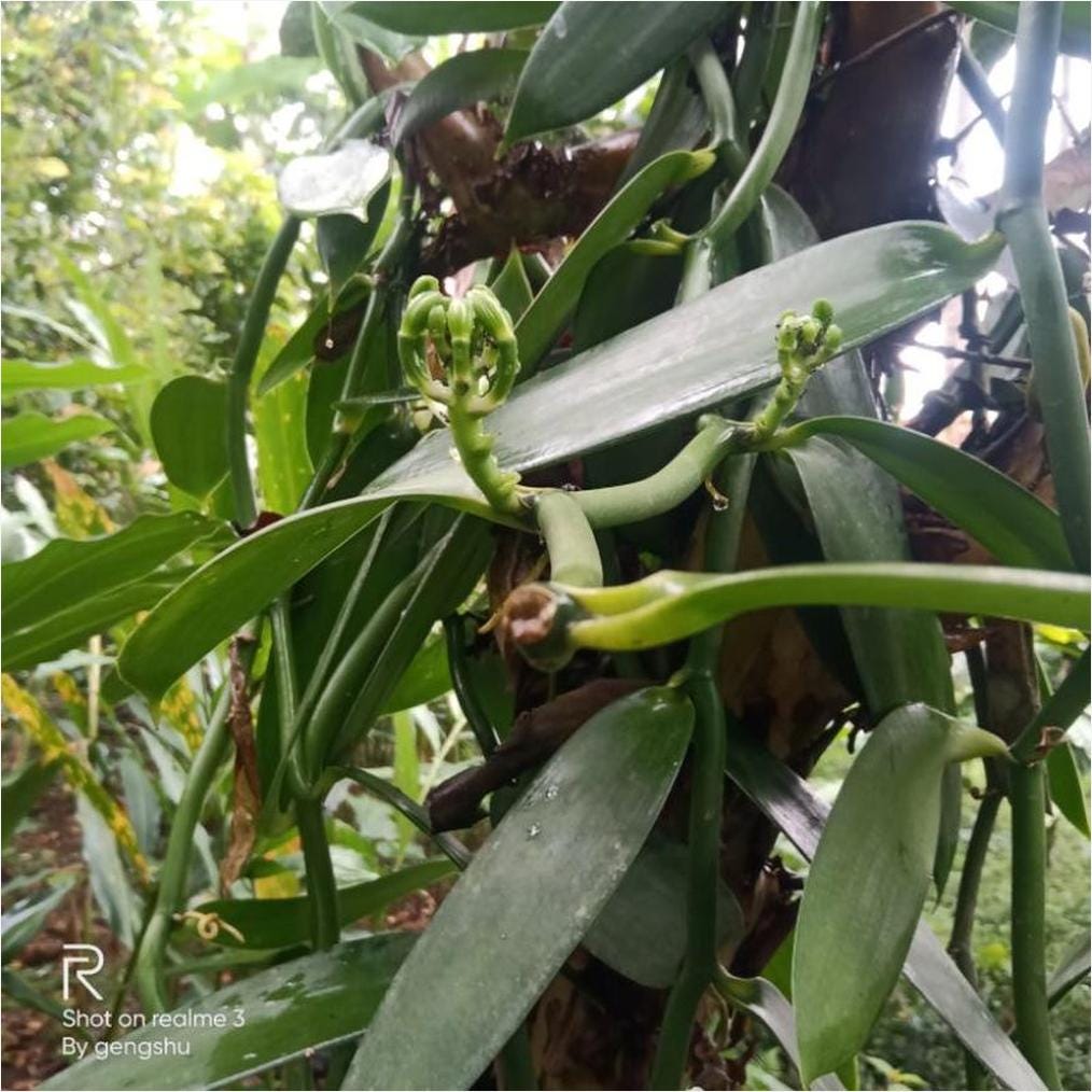 Bibit Vanili Bogor | by farzan bibit | Medium