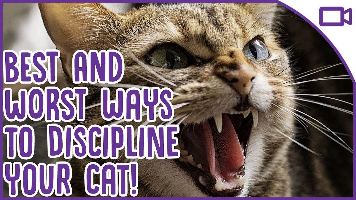 Best and Worst Ways to Discipline Your Cat - Pet Crew - Medium