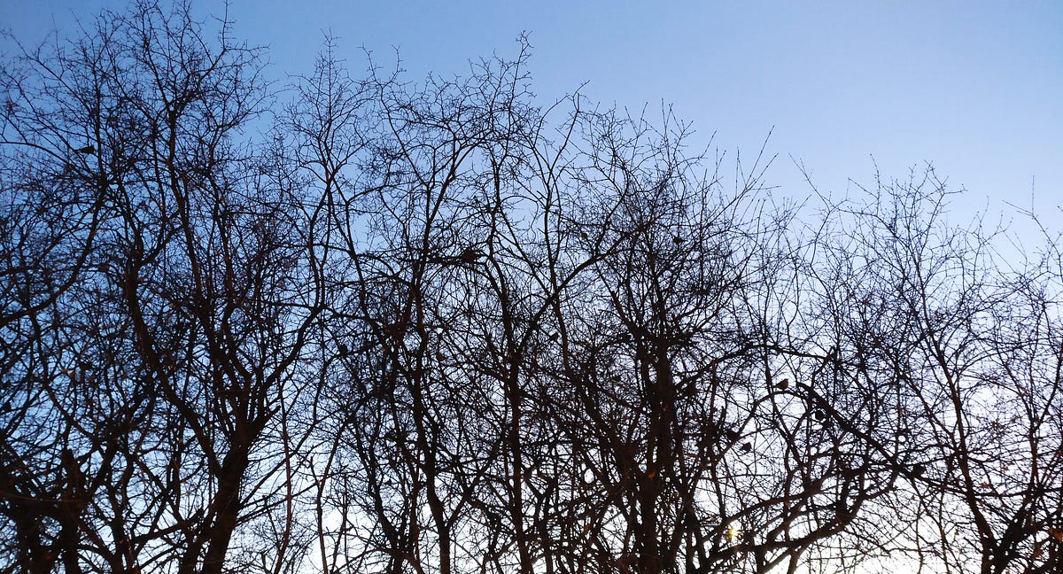 Drawing With Twigs. I am often on the lookout for… | by Tim McCormack ...