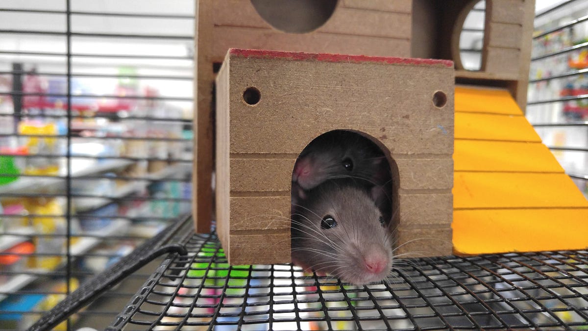 The Surprising Similarities and Limitations of Studying Rats | by ...