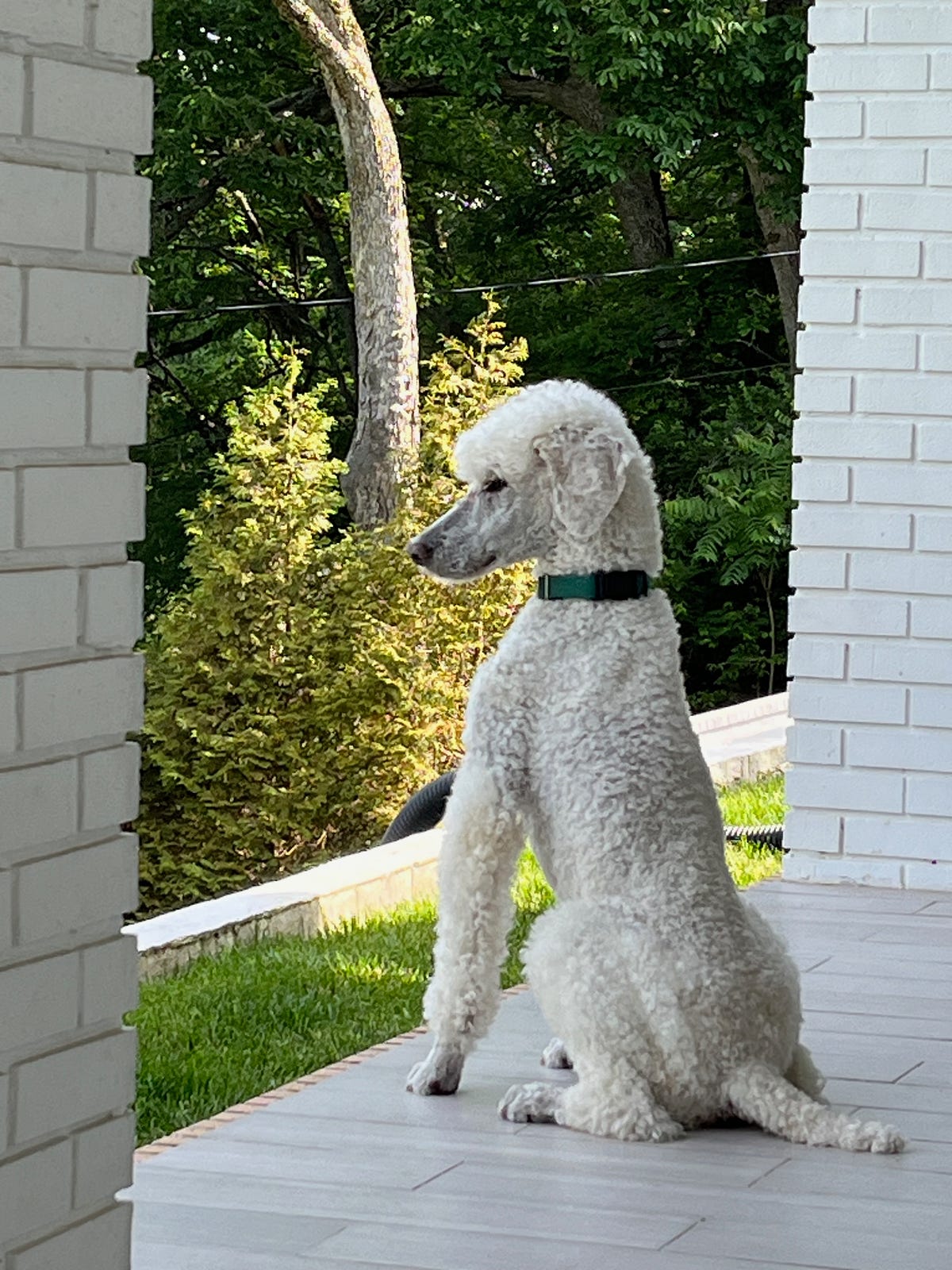 Sentinel sphinx. Mysterious moments with Augie the Dog | by Kate Satz ...