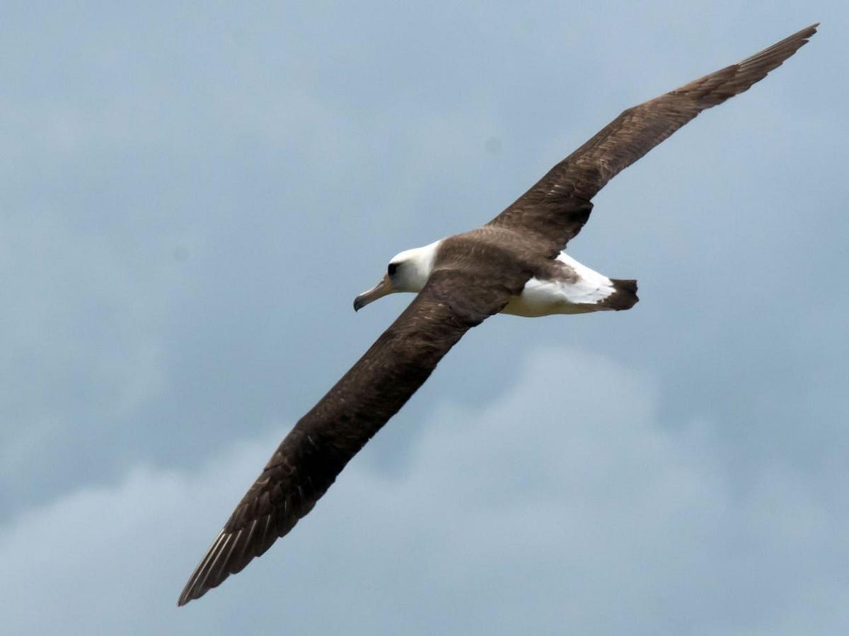 The Albatross Liberation. I saw the documentary film on the… | by Brian ...