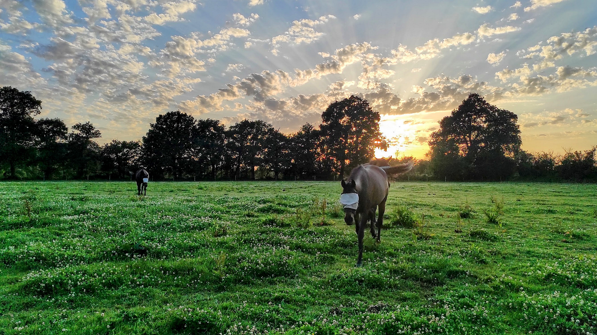 Why We’d Rather Clean a Stable Than Stay at a Resort (And How We Do ...