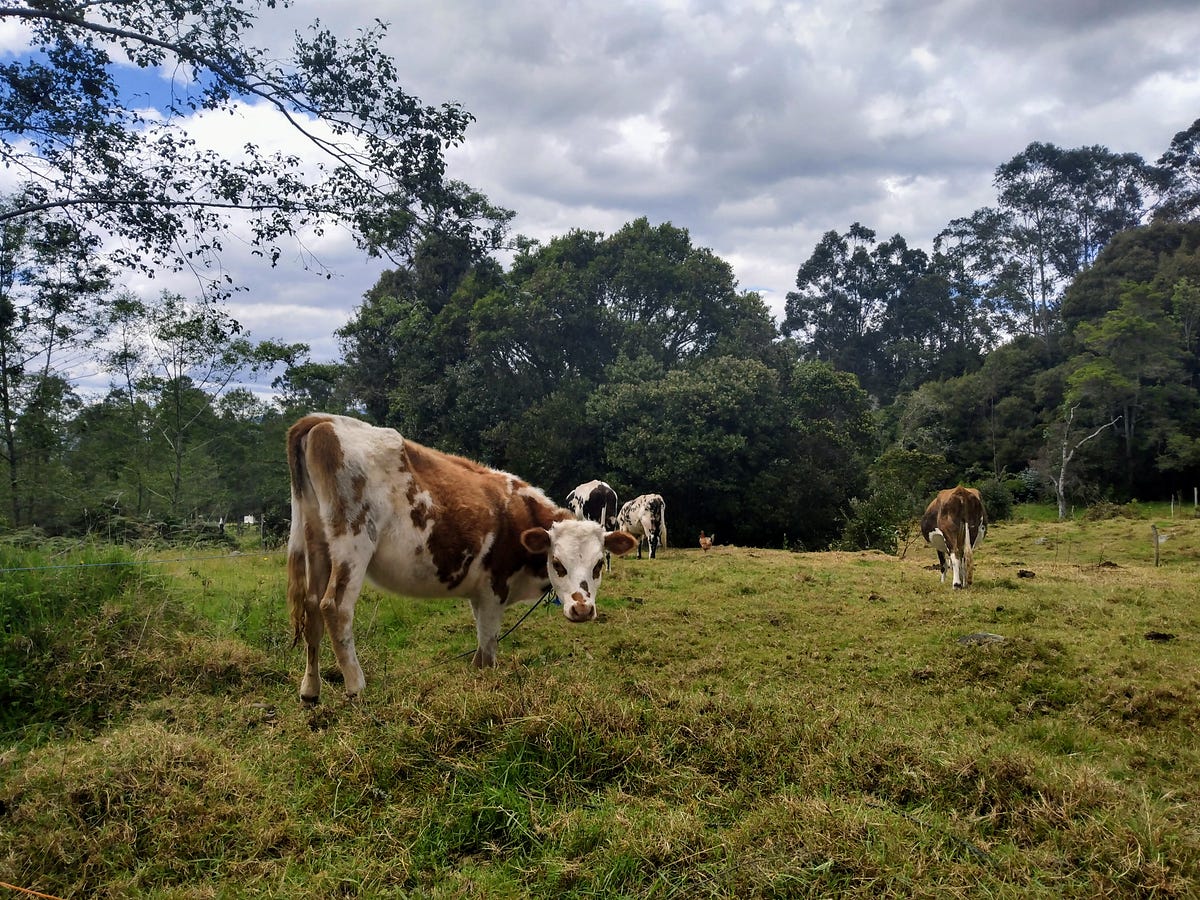 Want to Move To The Colombian Countryside? Start Here | by Sara Burdick | Medium