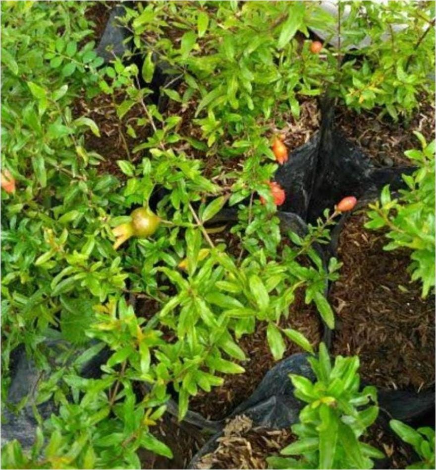 Bibit Tanaman Delima Merah Sidoarjo | by Marlino Kemuning | Medium