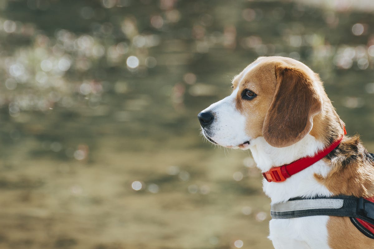 How to Train a Beagle Dog?. Training a Beagle dog is an essential… | by ...