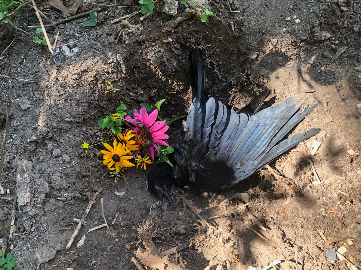 Funeral Lament for a Crow: Death and divorce dance in the court of popular opinion | Grief Book Club