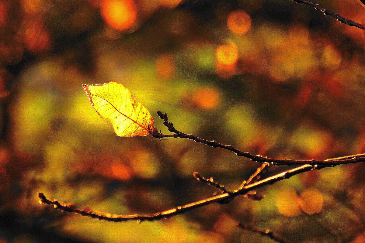 The Last Leaf to Fall. 22nd November 2022 | by Katy Mullett | Medium