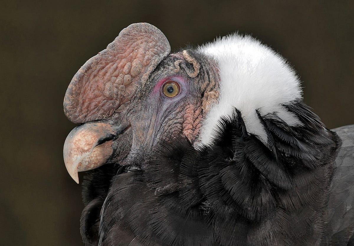 Condor Burials: Ancient Andean Condors Once Lived on Peru’s Northern ...