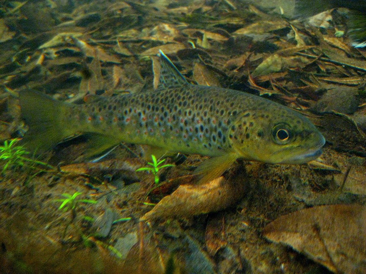 Listen: The Trout by John Montague | by Editor Ireland on the Fly | Medium