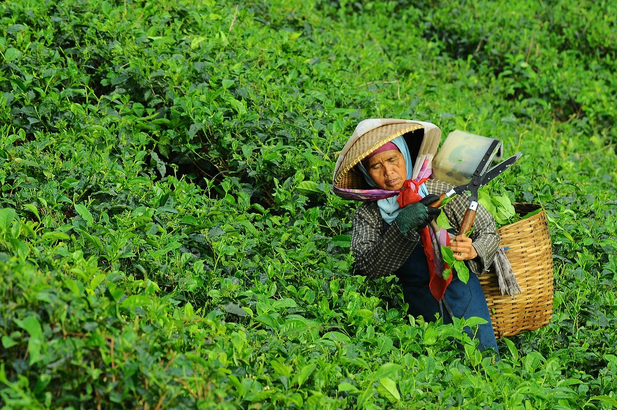 Where did tea come from, I wonder? - The Daily Cuppa - Medium