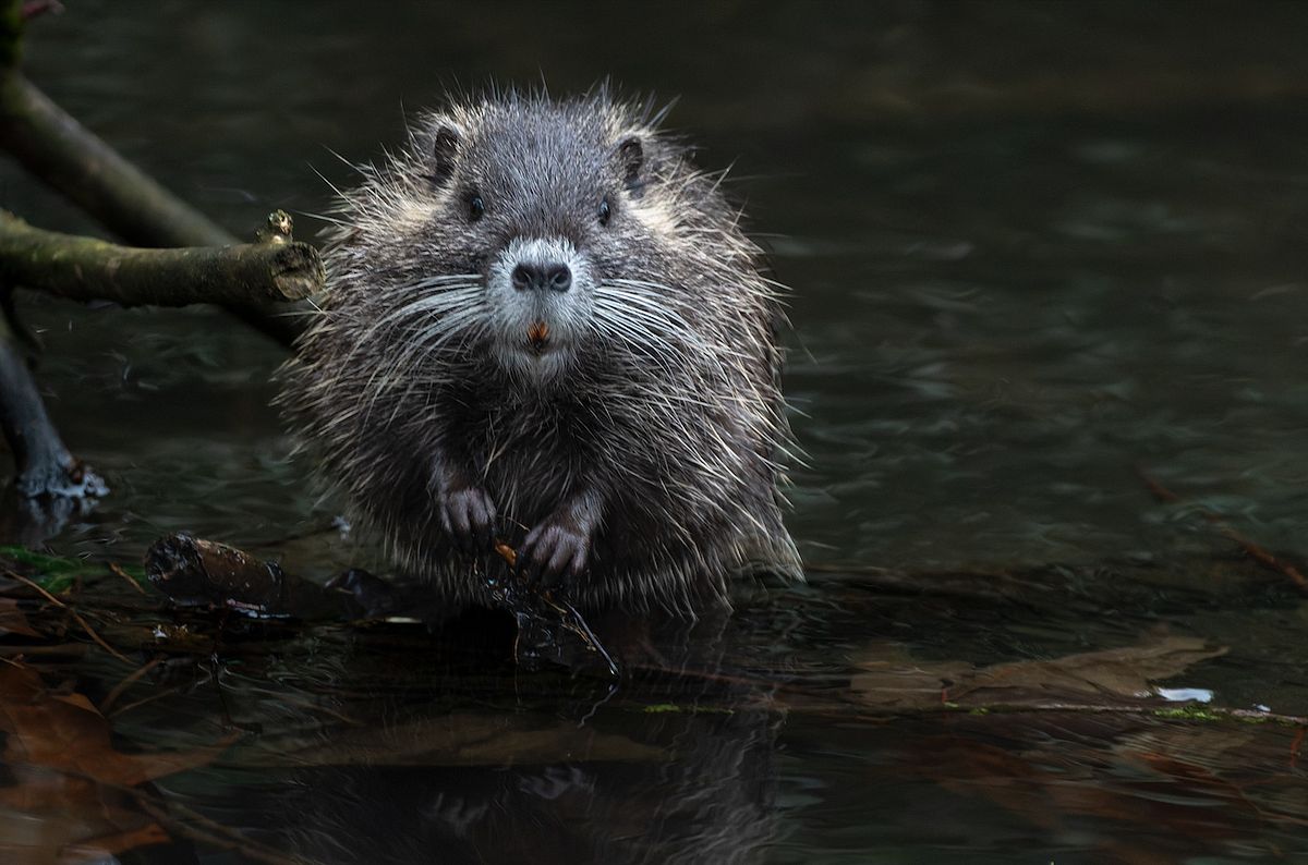 The Beaver Offensive in Belarus. Is it possible even nature is turning ...