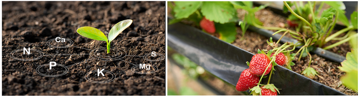 Food Safety Starts on the Farm. By AGRIVI. | by EFRA project | May ...