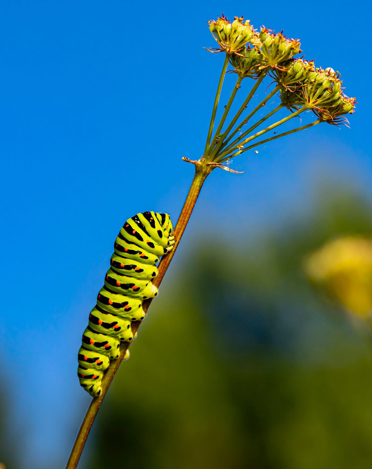 Caterpillar Crossing. To help or not to help | by Franco Amati | Blue ...