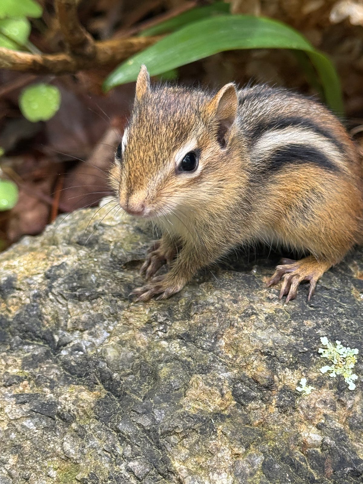 Baby Chipmunk Leaves the Nest - The Daily Cuppa - Medium