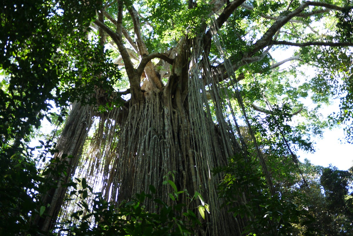 Postcard from an Australian rainforest | by David Frodsham | Medium