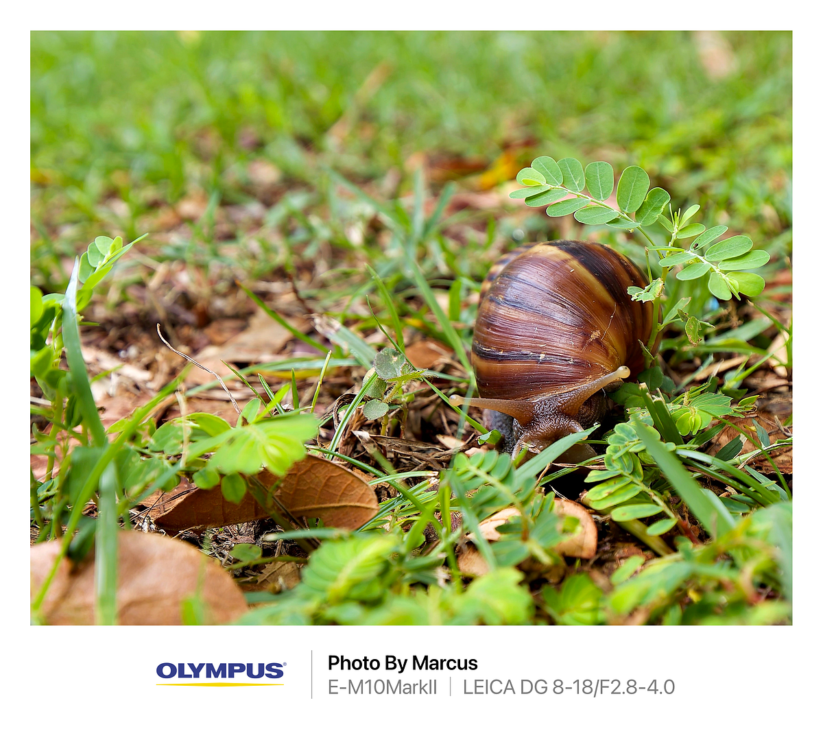 Slow and Steady: A Snail’s Wisdom | by Marcus CKB | Good Vibes Club ...