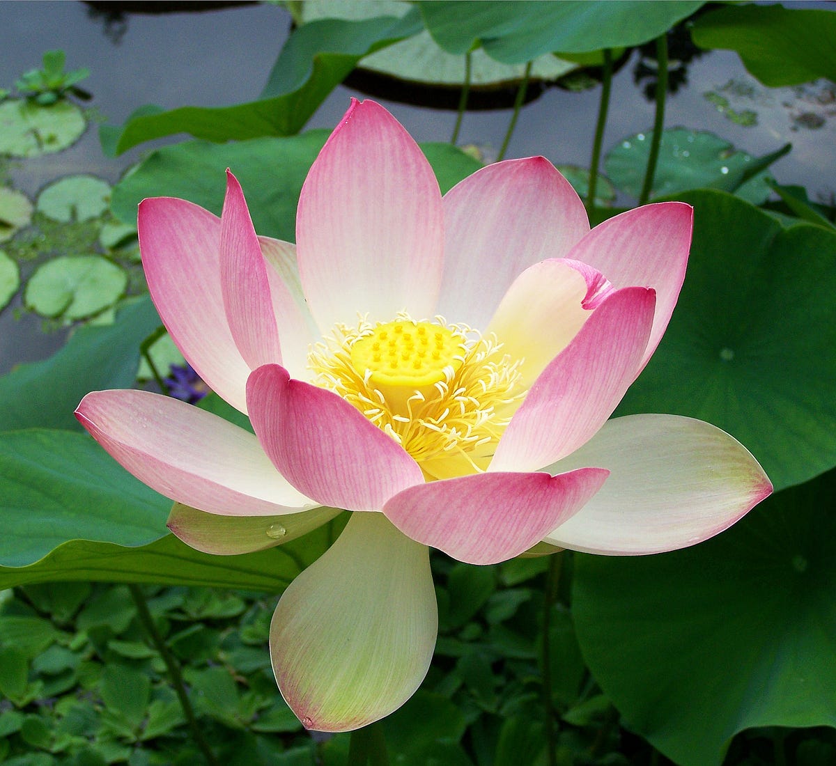 The Life and Teachings of the Buddha | by Seyone Chithrananda | Medium