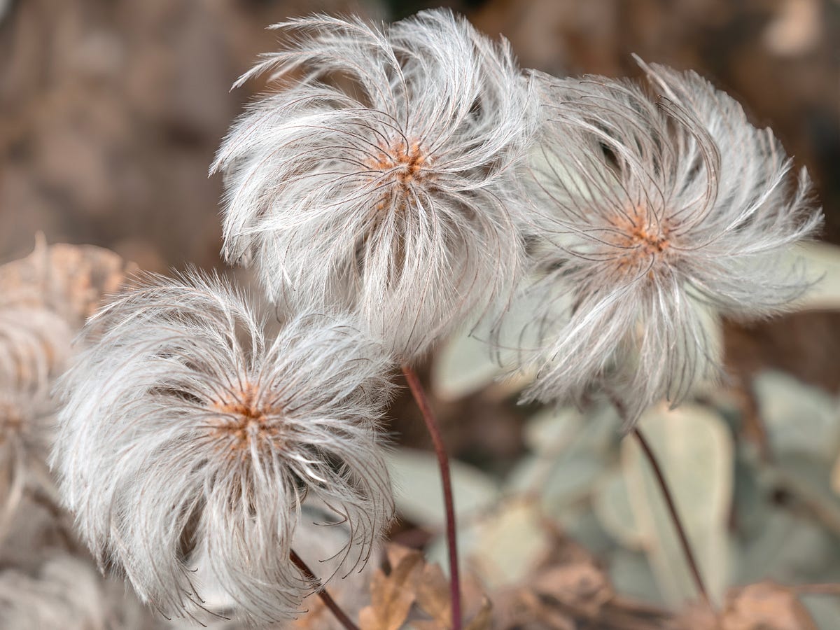 Clematis Seed Heads - Six Word Photo Story Challenge - Medium