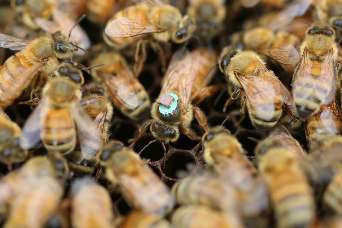Battle of the Sexes: Honeybee Edition | by Jessie Hendricks | MIT Scope