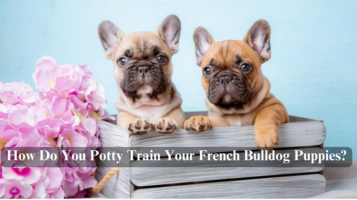 How Do You Potty Train Your French Bulldog Puppies? - Lacey Max - Medium