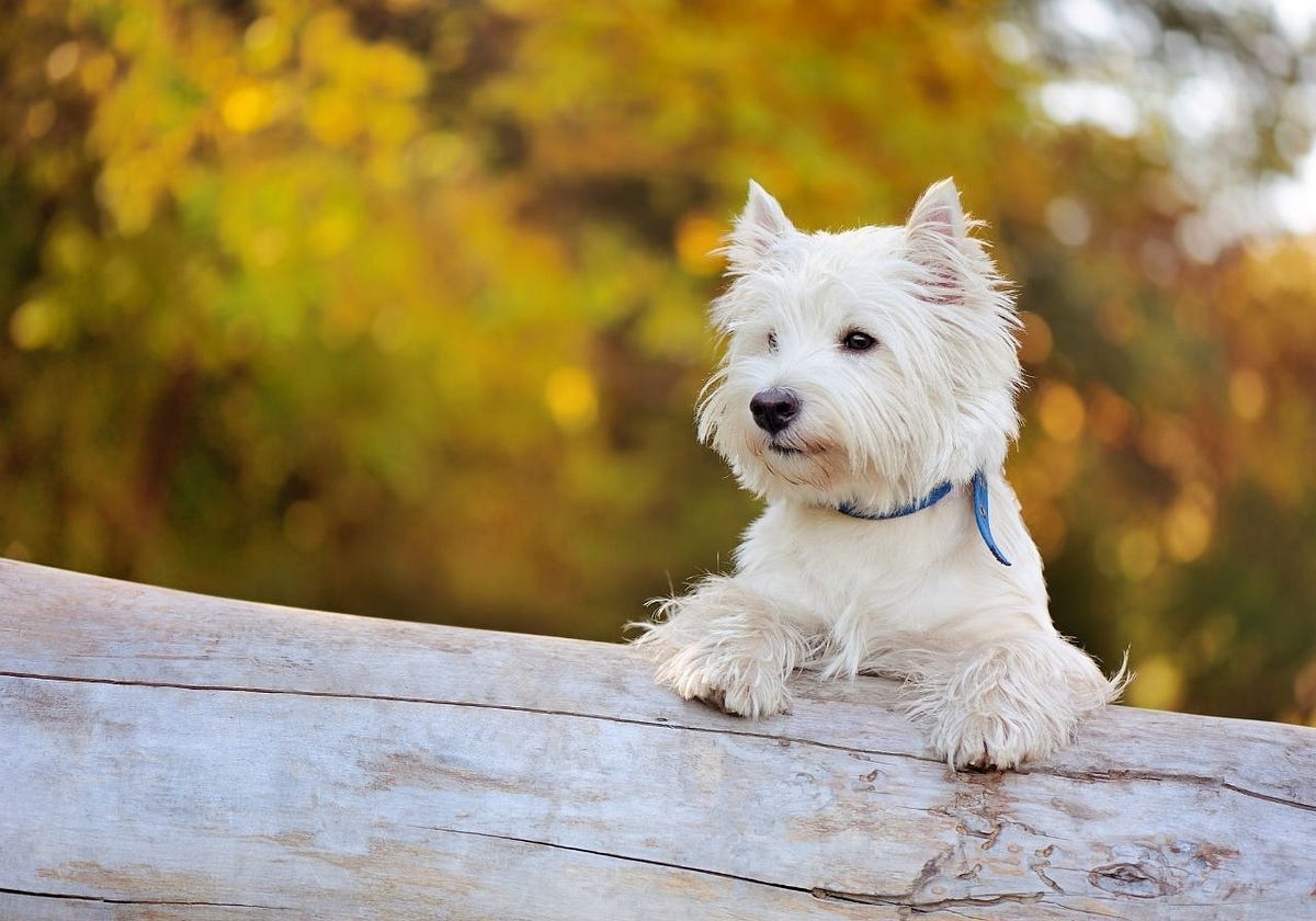 The Benefits of Being Fiercely Loyal | by Lori Jackson | An Idea (by ...